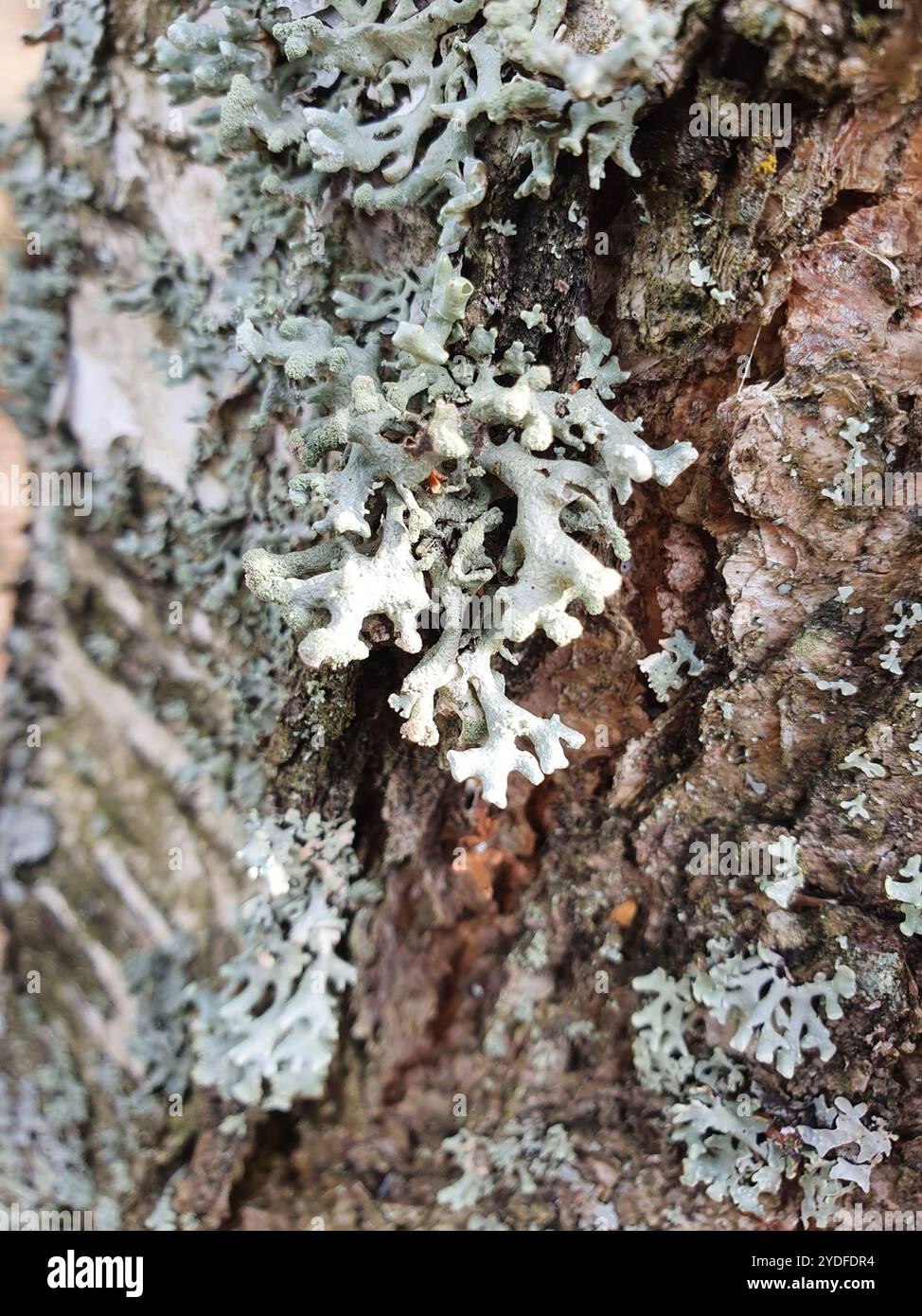 Powder-headed Tube Lichen (Hypogymnia tubulosa Stock Photo - Alamy
