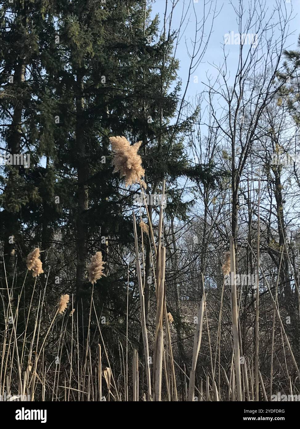 European reed (Phragmites australis australis Stock Photo - Alamy