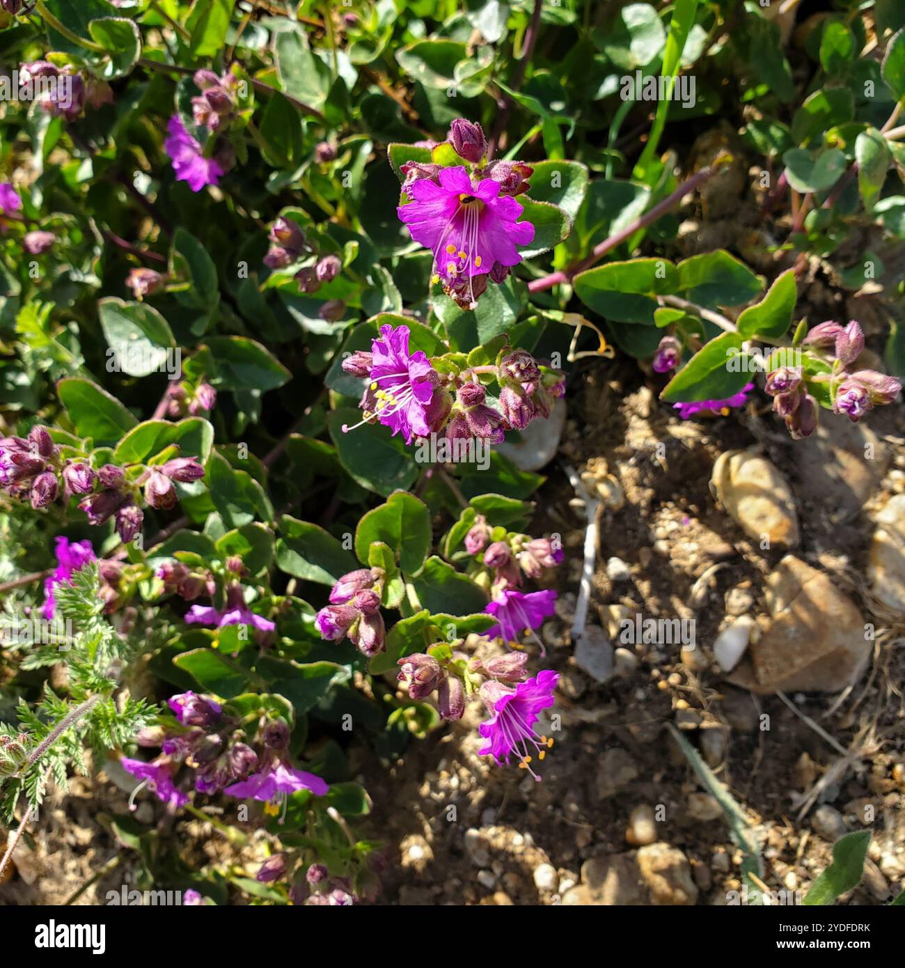 Wishbone Bush (Mirabilis laevis Stock Photo - Alamy