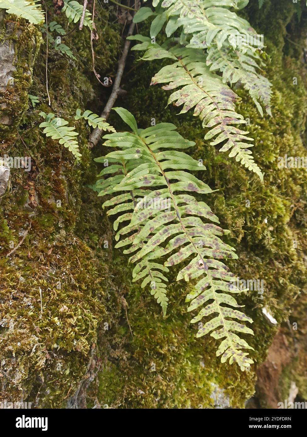 common polypody (Polypodium vulgare Stock Photo - Alamy