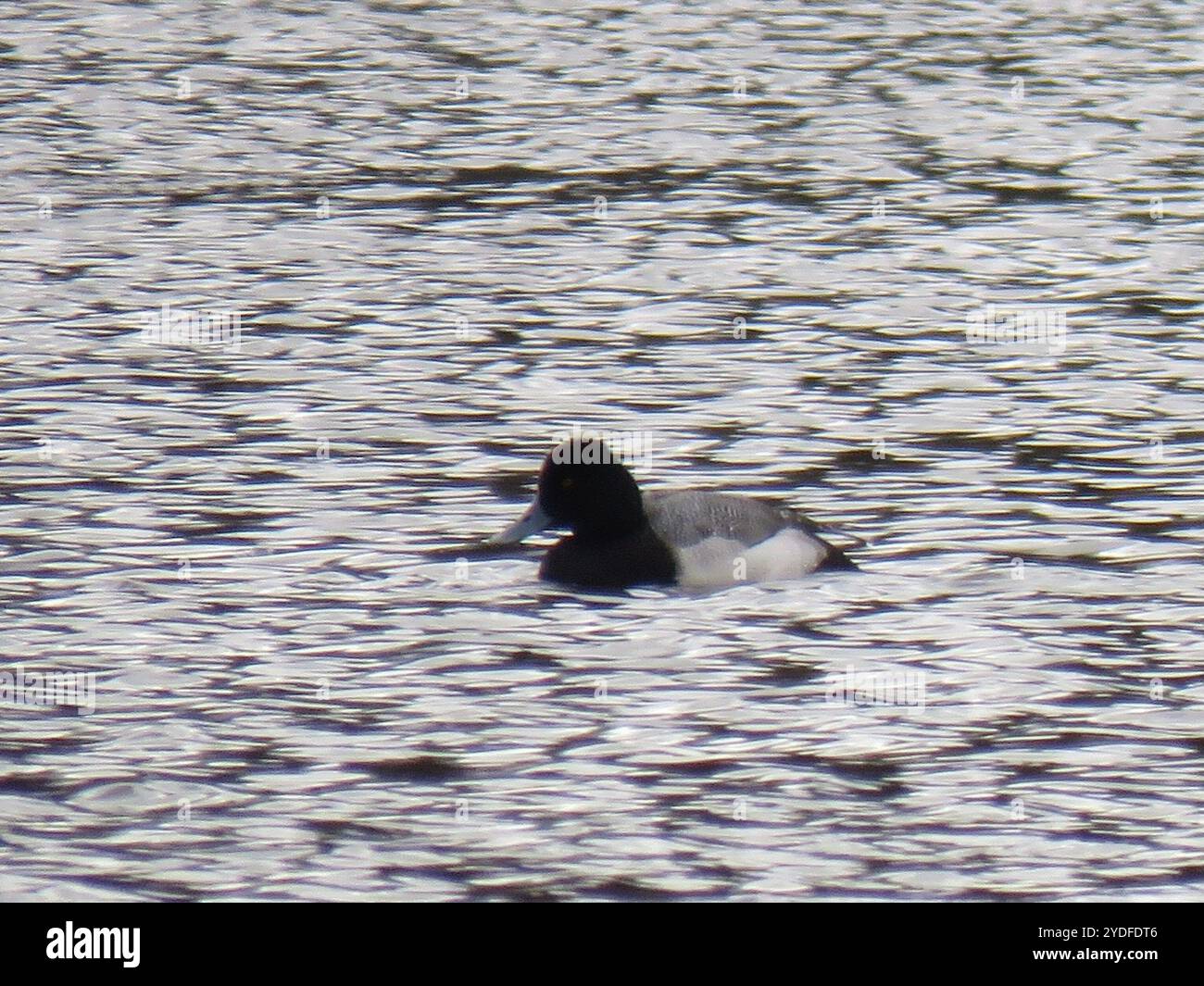 Lesser Scaup (Aythya affinis Stock Photo - Alamy
