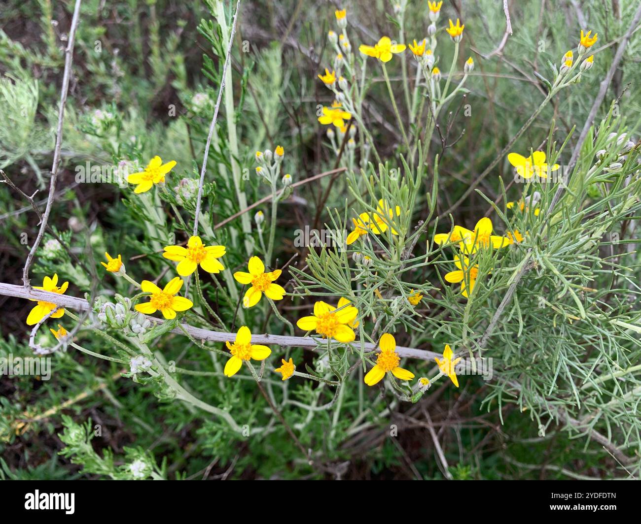 Golden Yarrow (Eriophyllum confertiflorum Stock Photo - Alamy