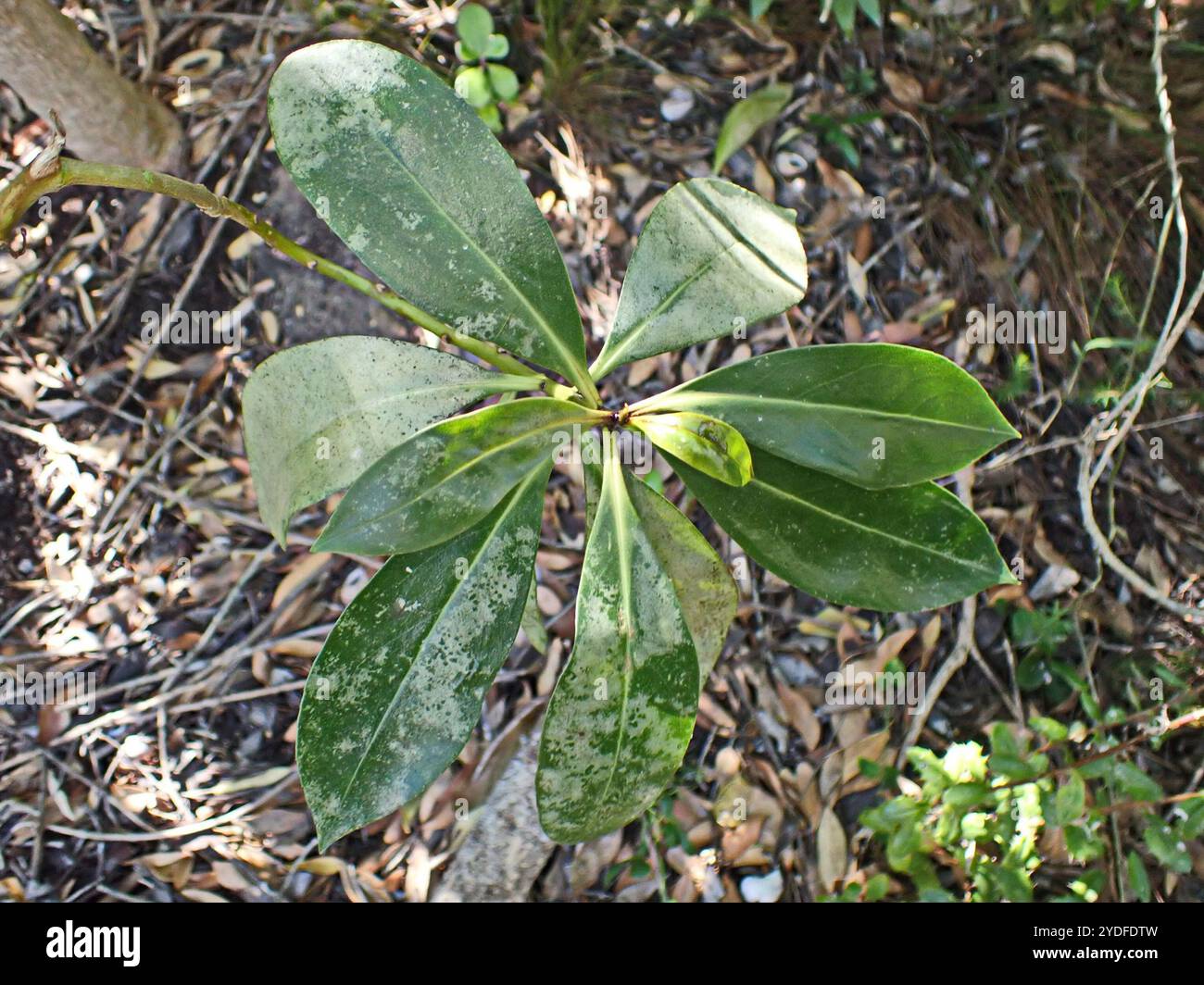 Myoporum insulare hi-res stock photography and images - Alamy