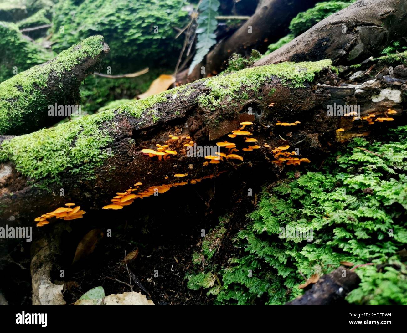 Favolaschia claudopus hi-res stock photography and images - Alamy