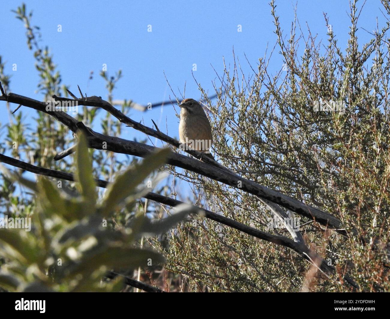 Rufous-crowned Sparrow (Aimophila ruficeps Stock Photo - Alamy