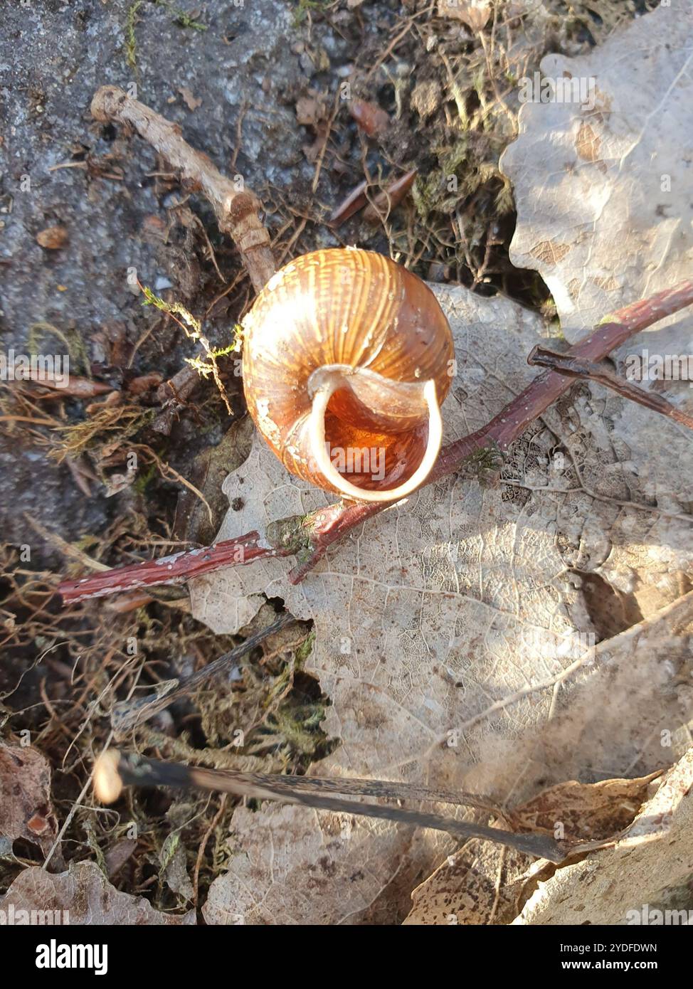 Copse Snail (Arianta arbustorum Stock Photo - Alamy