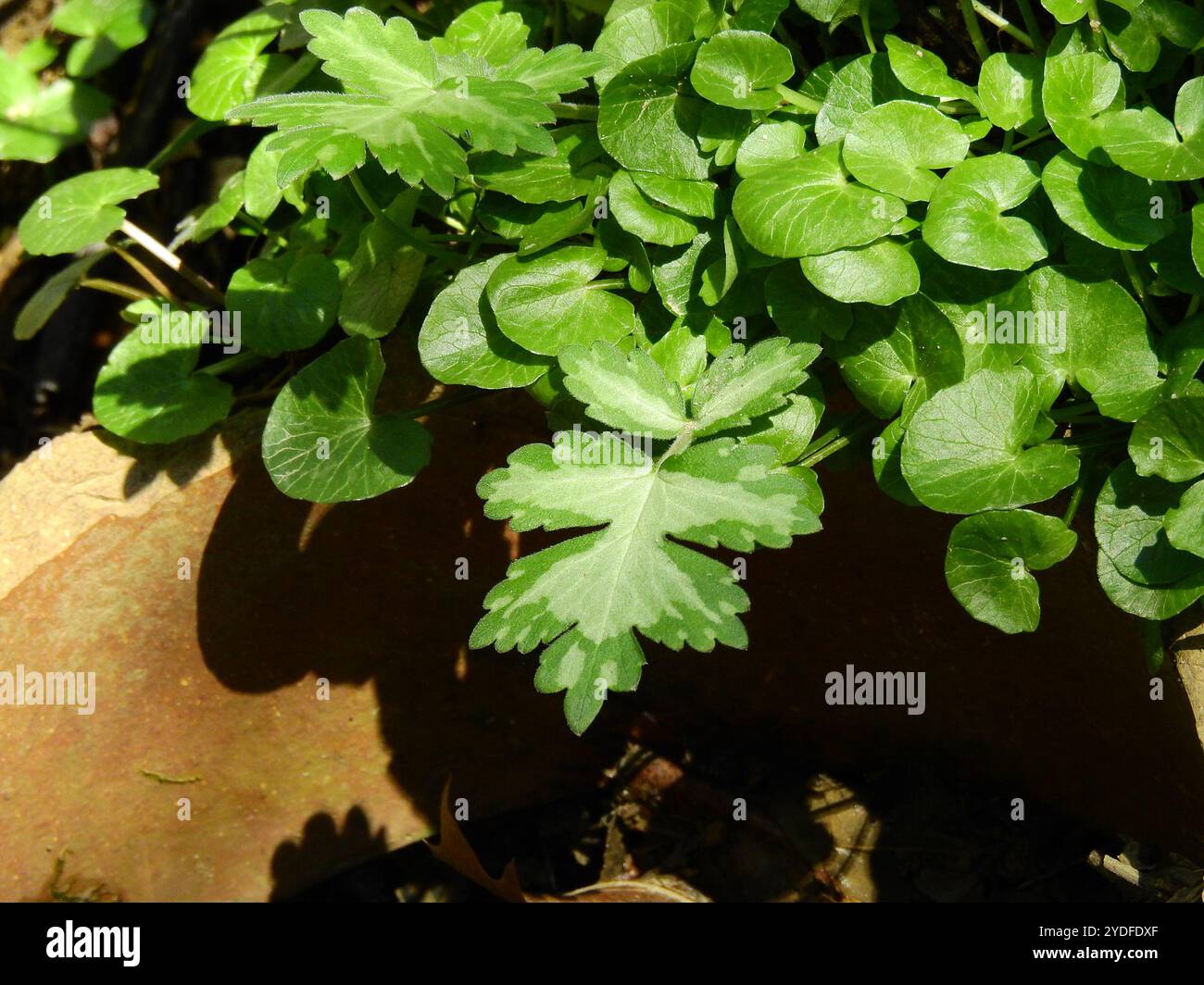 great waterleaf (Hydrophyllum appendiculatum Stock Photo - Alamy