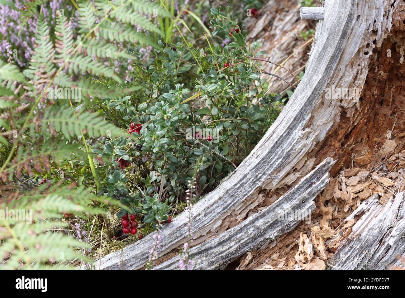 Withered stump hi-res stock photography and images - Alamy