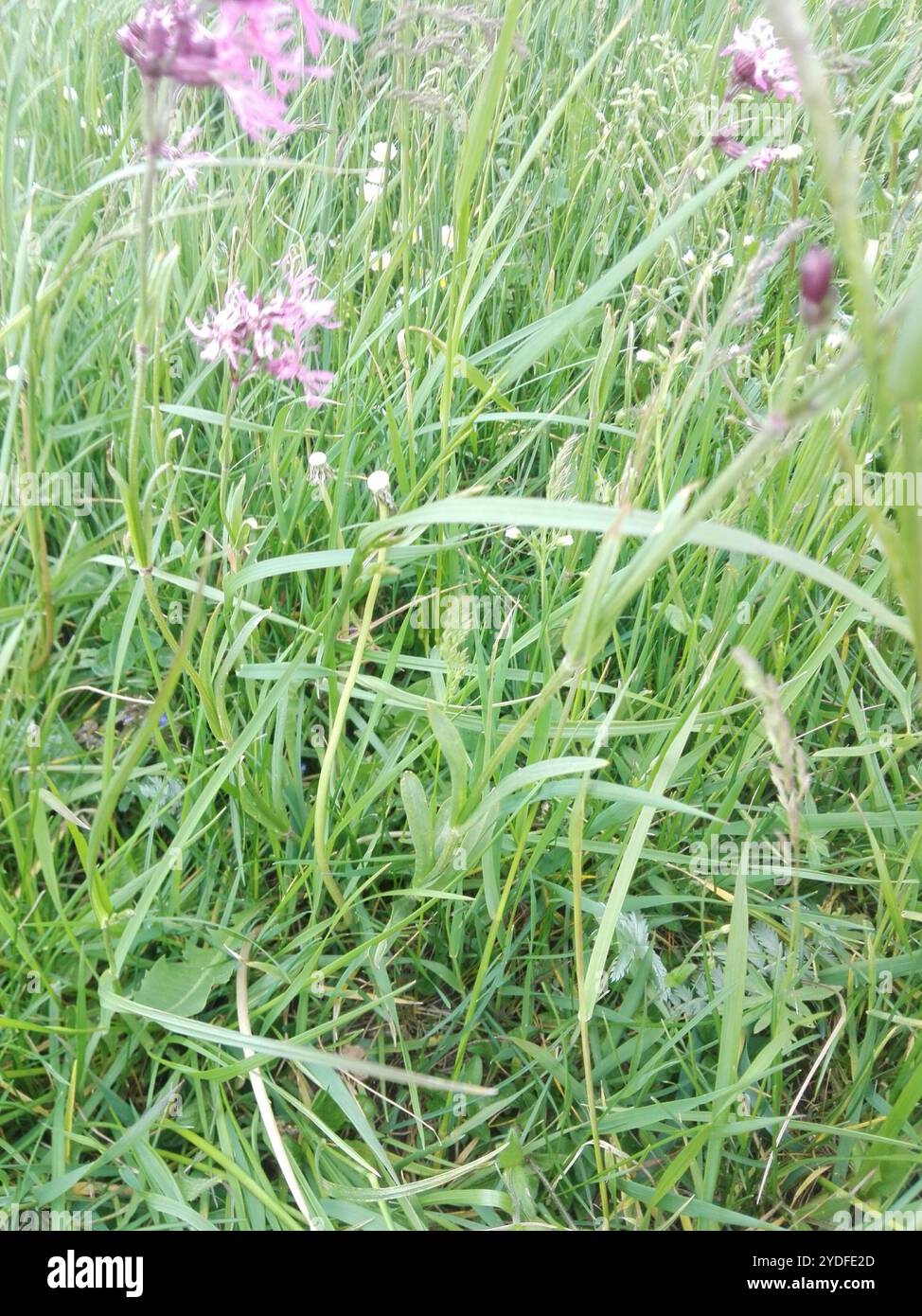 ragged-robin (Silene flos-cuculi Stock Photo - Alamy