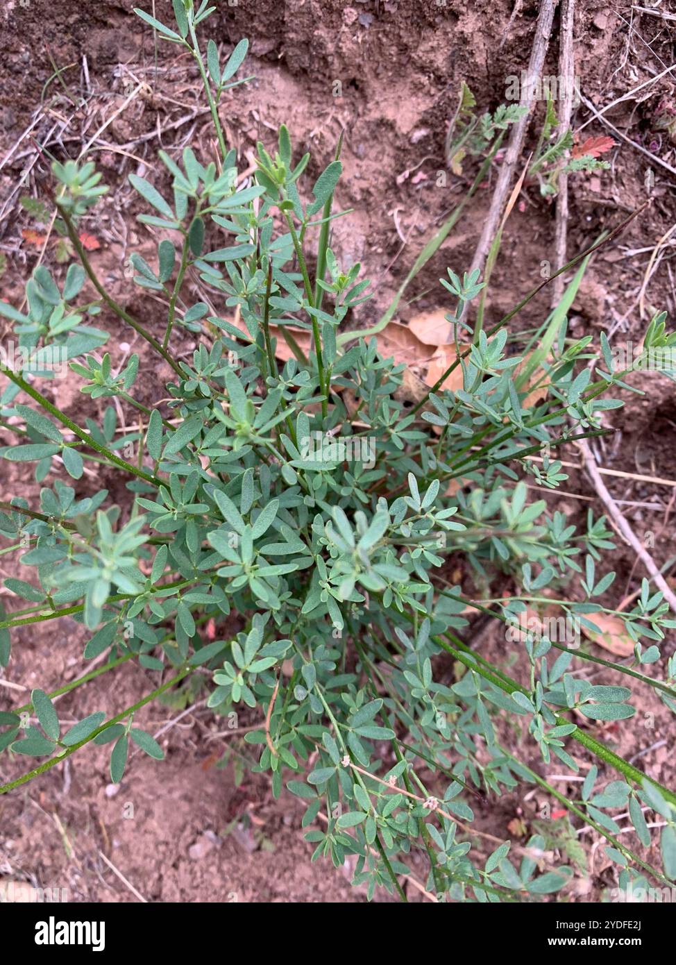 Short-flower Deervetch (Acmispon parviflorus Stock Photo - Alamy