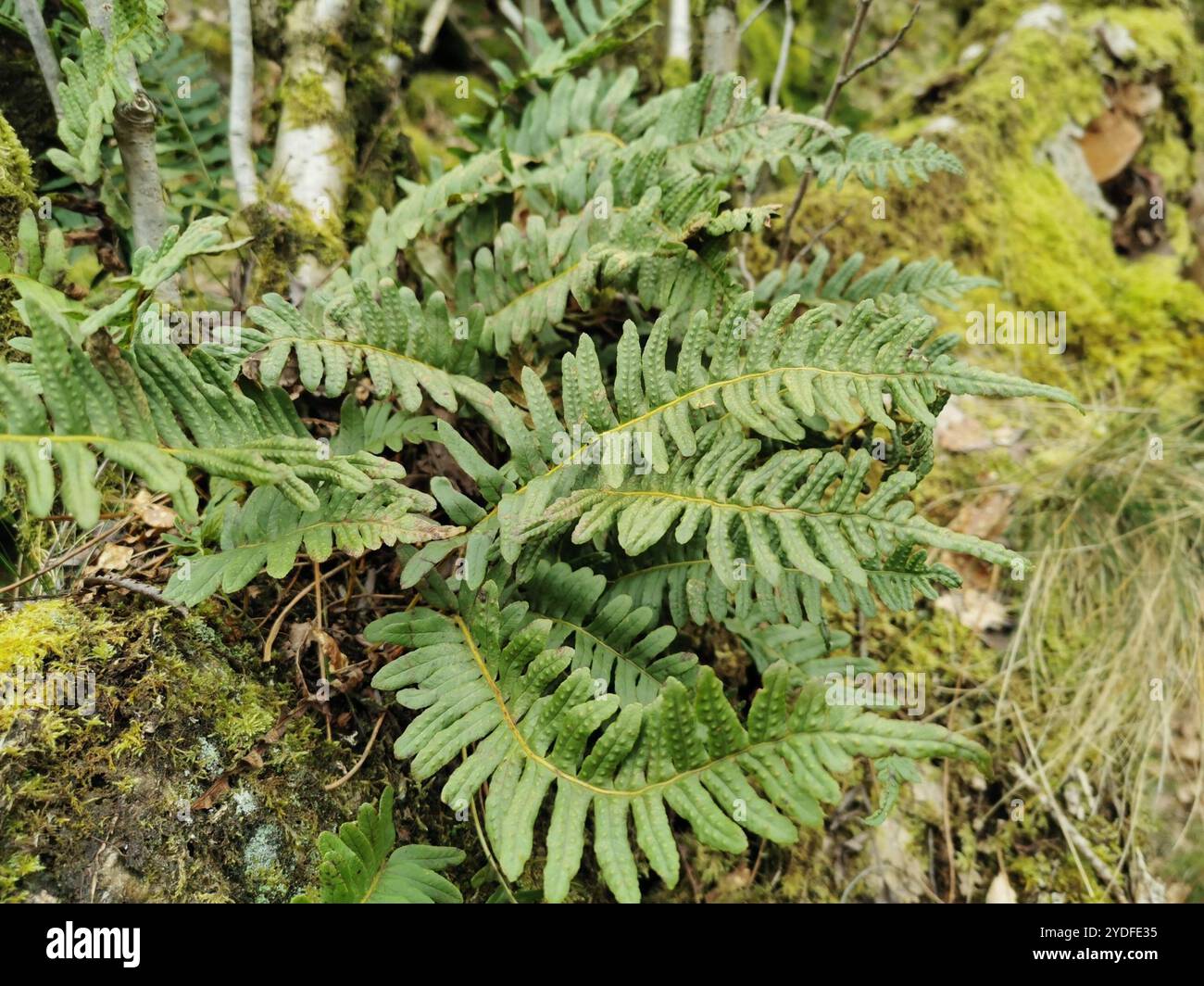 common polypody (Polypodium vulgare Stock Photo - Alamy