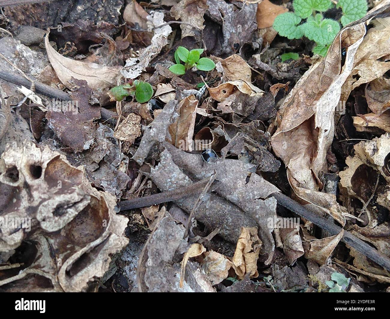 White-margined Burrower Bug (Sehirus cinctus Stock Photo - Alamy