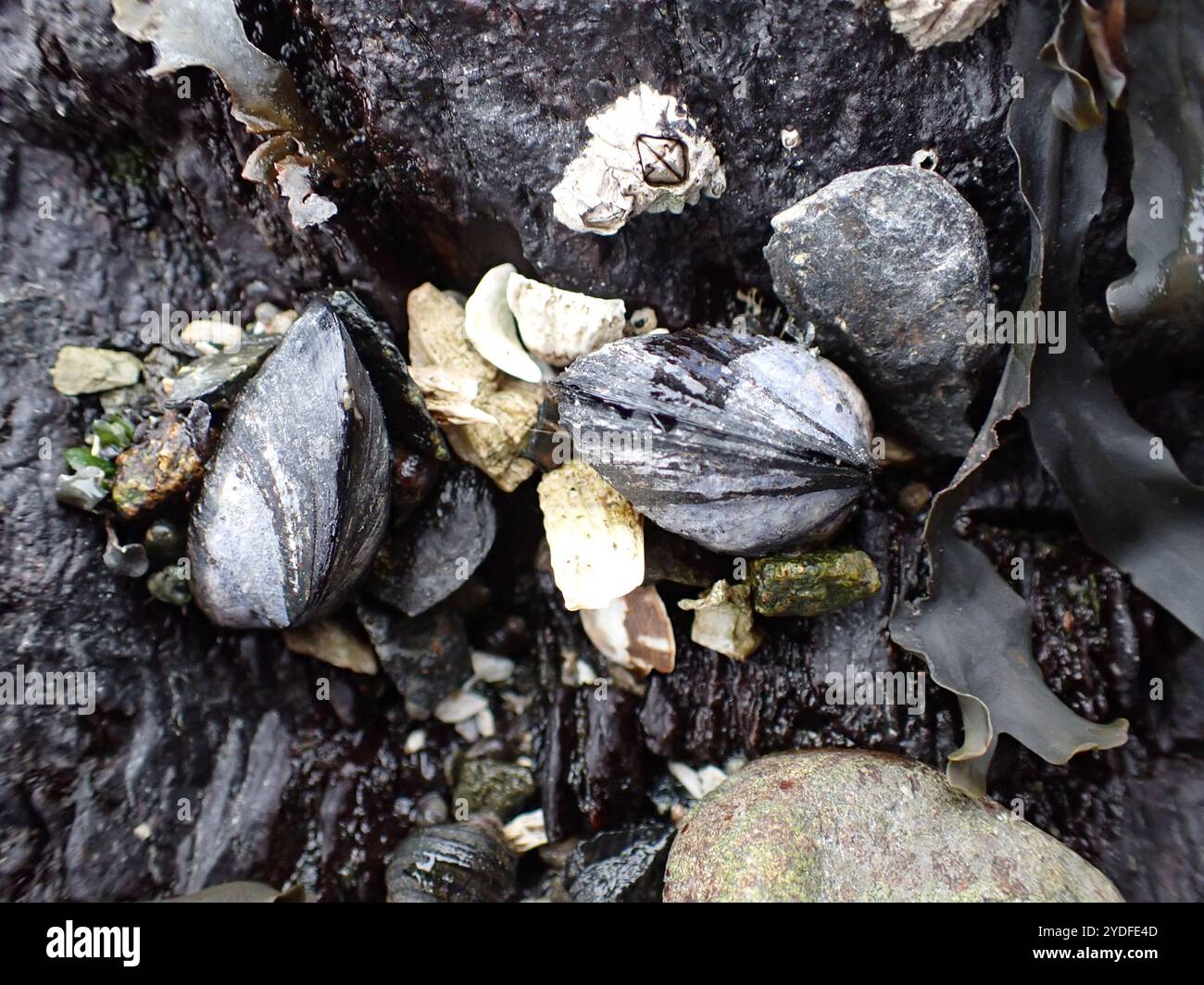 Blue Mussel Complex (Mytilus edulis Stock Photo - Alamy
