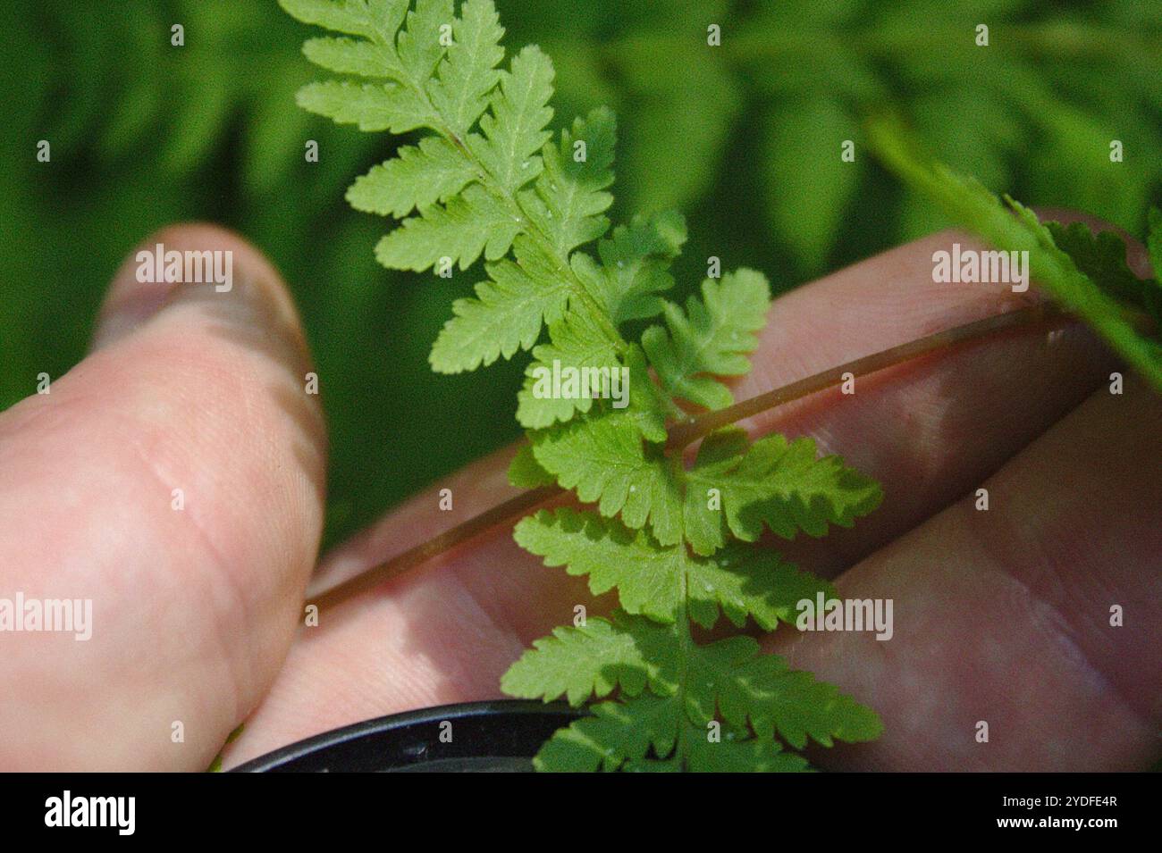 bulblet fern (Cystopteris bulbifera Stock Photo - Alamy