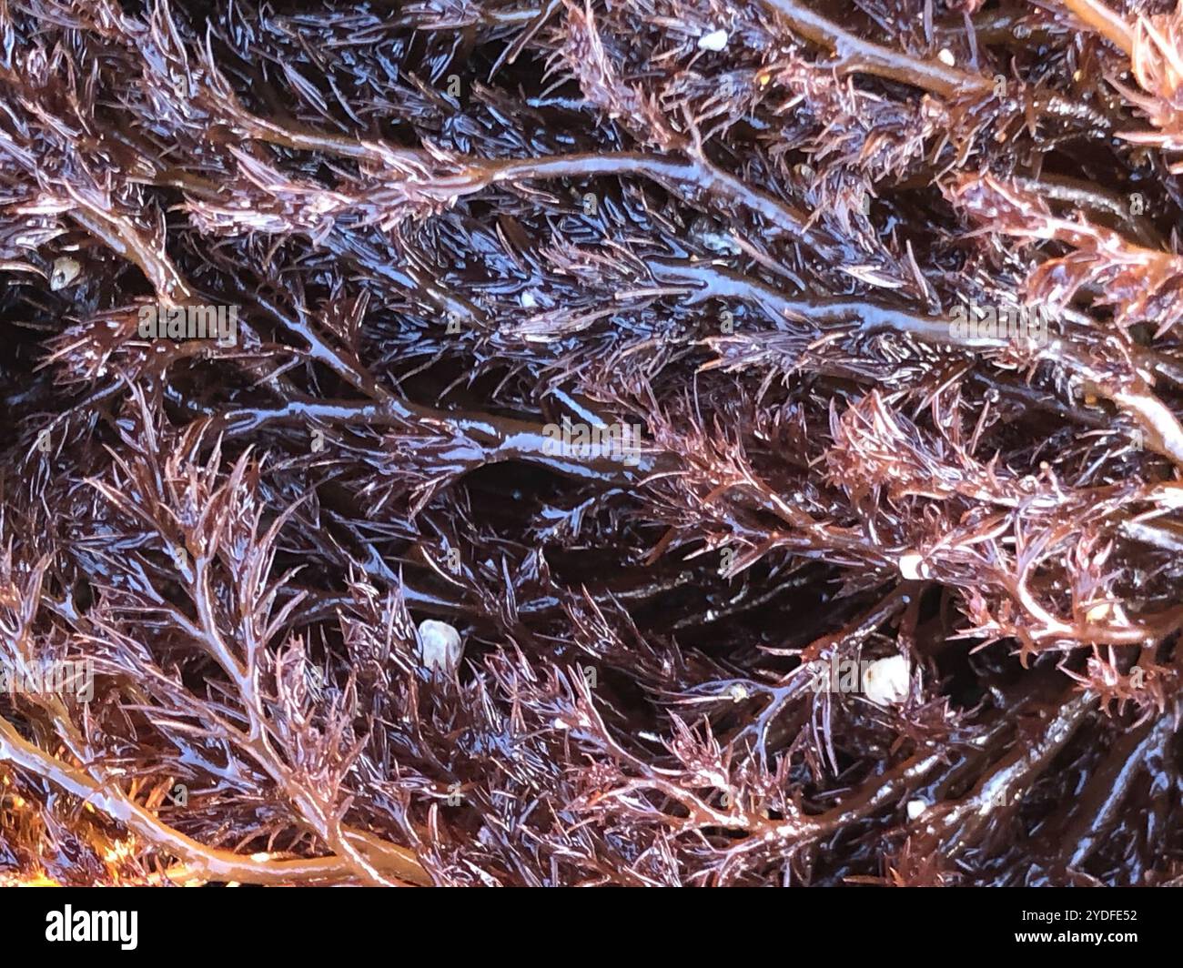 sea brush (Odonthalia floccosa Stock Photo - Alamy