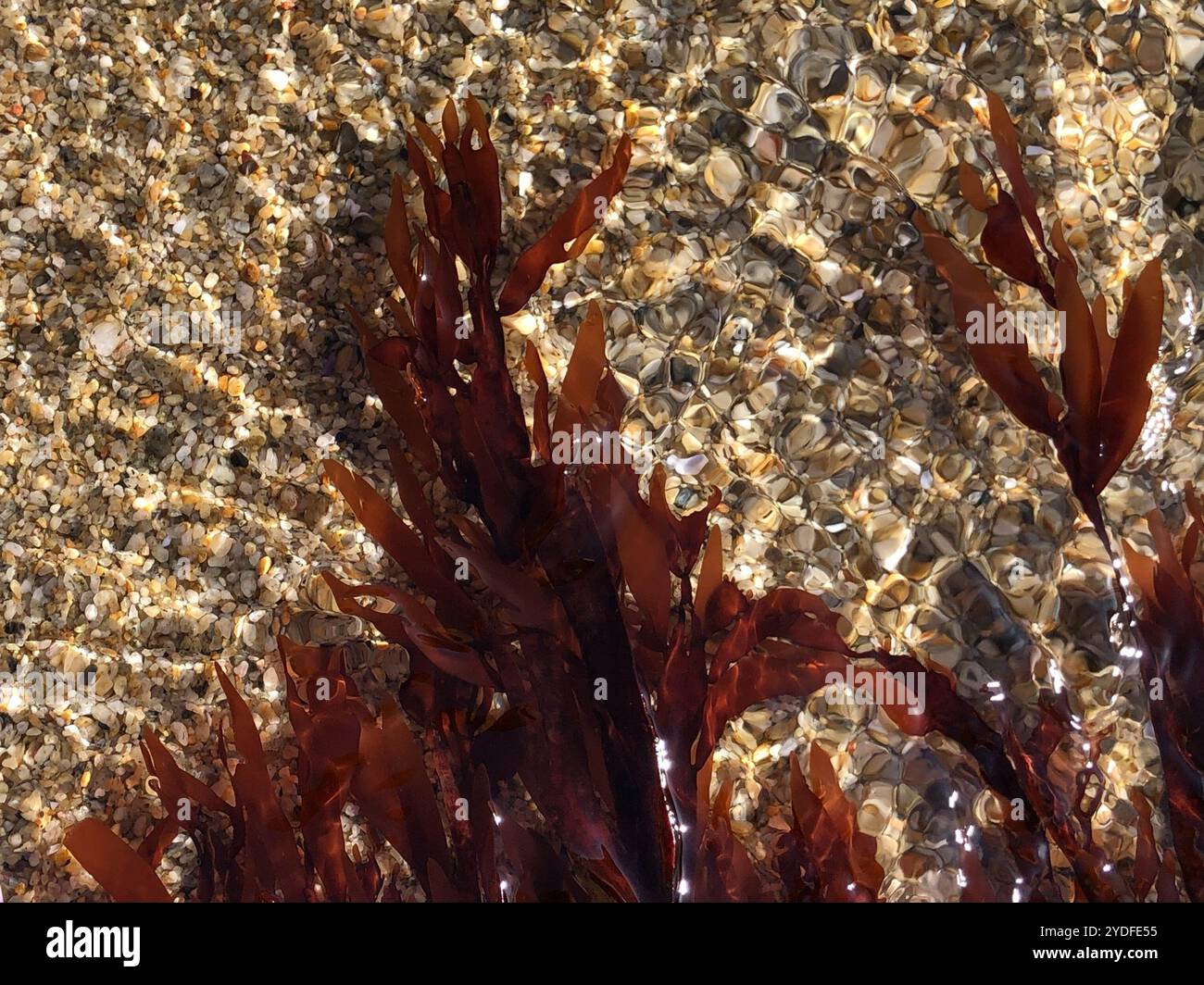 Bleach Weed (Prionitis sternbergii Stock Photo - Alamy