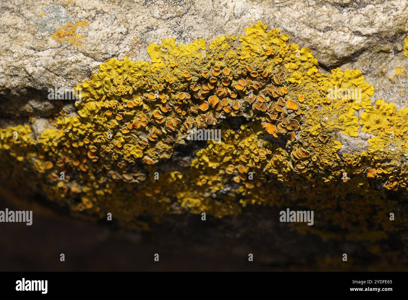 Common Sunburst Lichen (Xanthoria parietina Stock Photo - Alamy