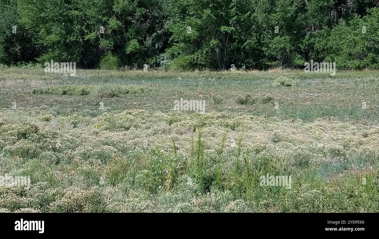 Russian knapweed (Rhaponticum repens Stock Photo - Alamy