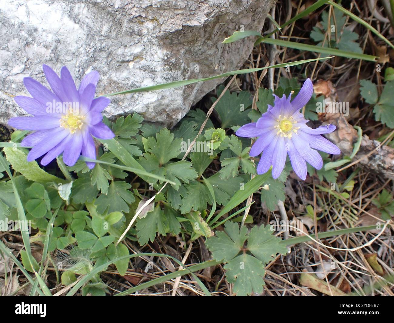 Greek Anemone (Anemonoides blanda Stock Photo - Alamy