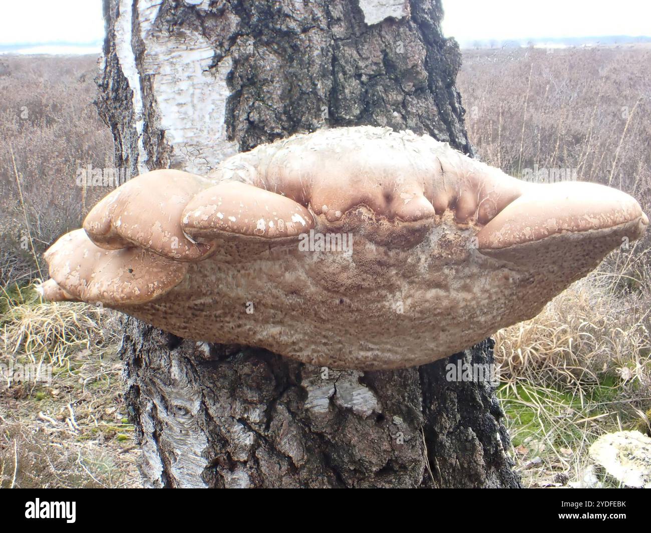 birch polypore (Fomitopsis betulina Stock Photo - Alamy