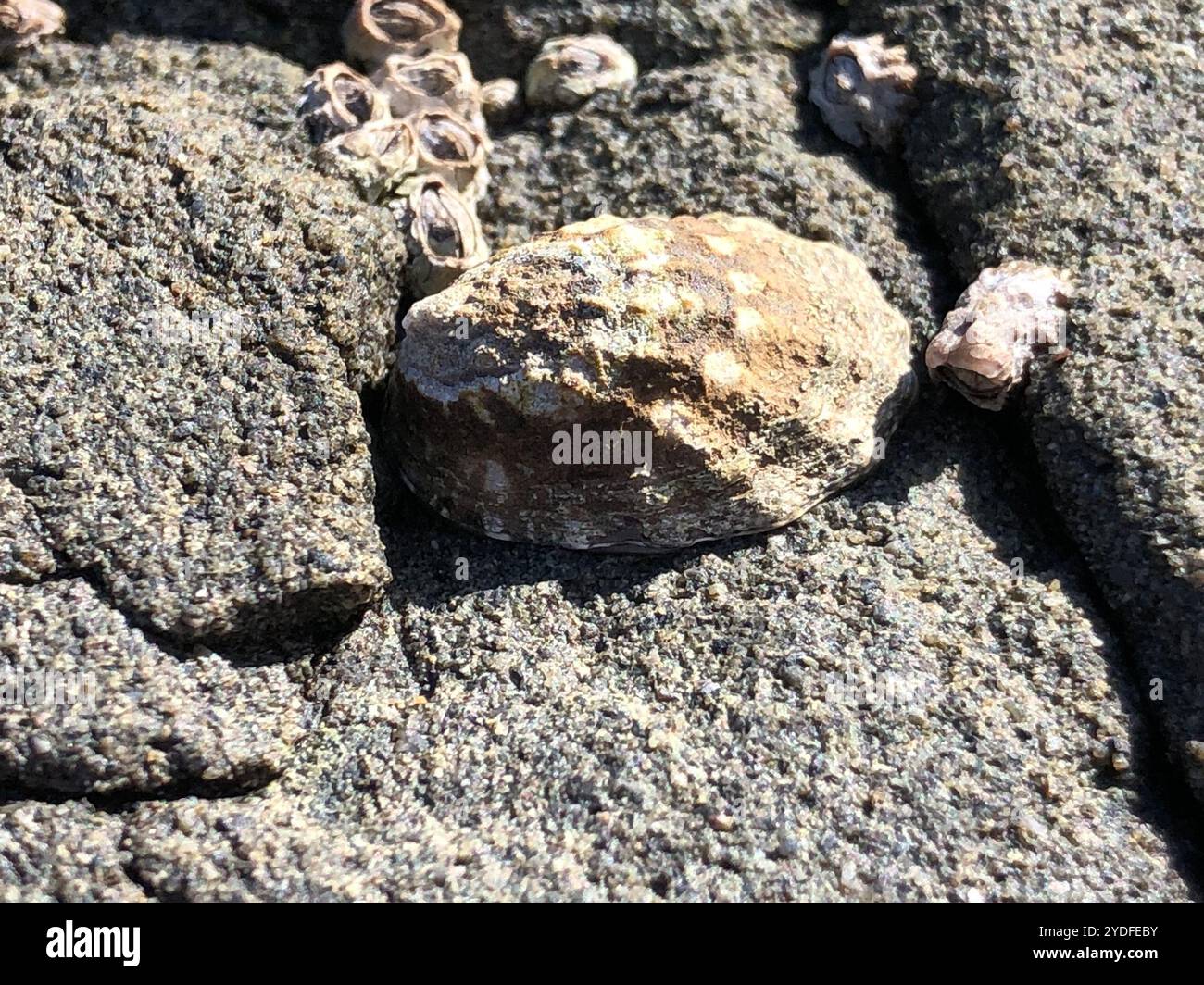 Rough Limpet (Lottia scabra Stock Photo - Alamy