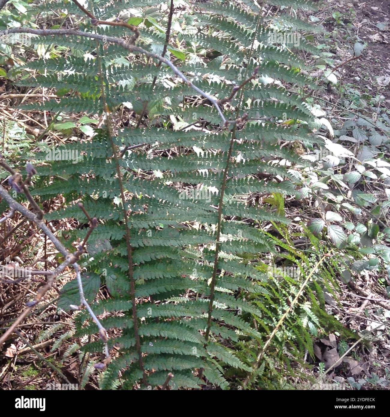 soft shield fern (Polystichum setiferum Stock Photo - Alamy