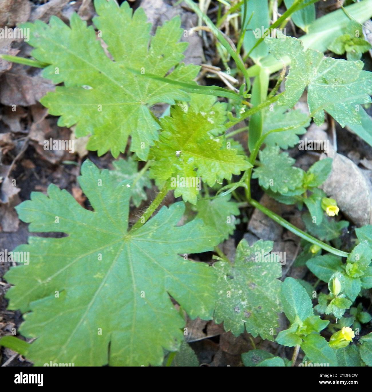 Carolina Bristlemallow (Modiola caroliniana Stock Photo - Alamy