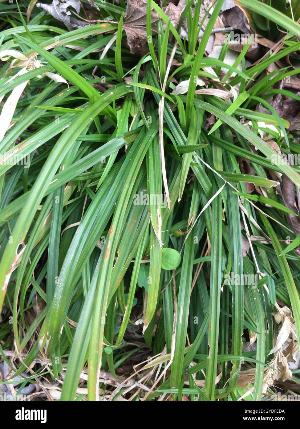 true sedges (Carex Stock Photo - Alamy