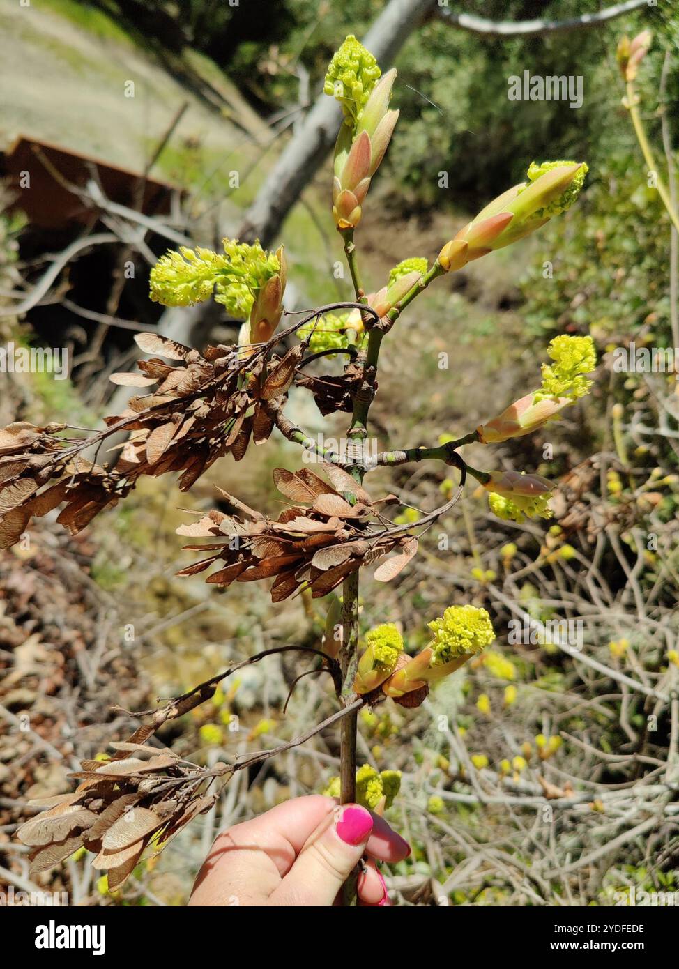 bigleaf maple (Acer macrophyllum Stock Photo - Alamy