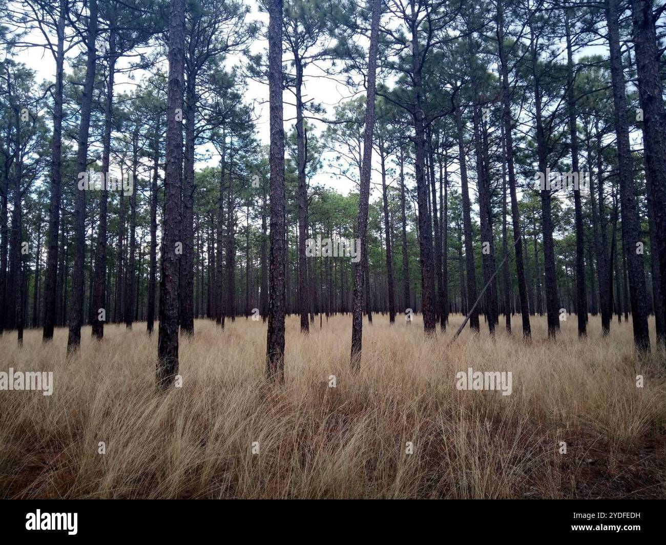 Wire grass (Aristida stricta Stock Photo - Alamy