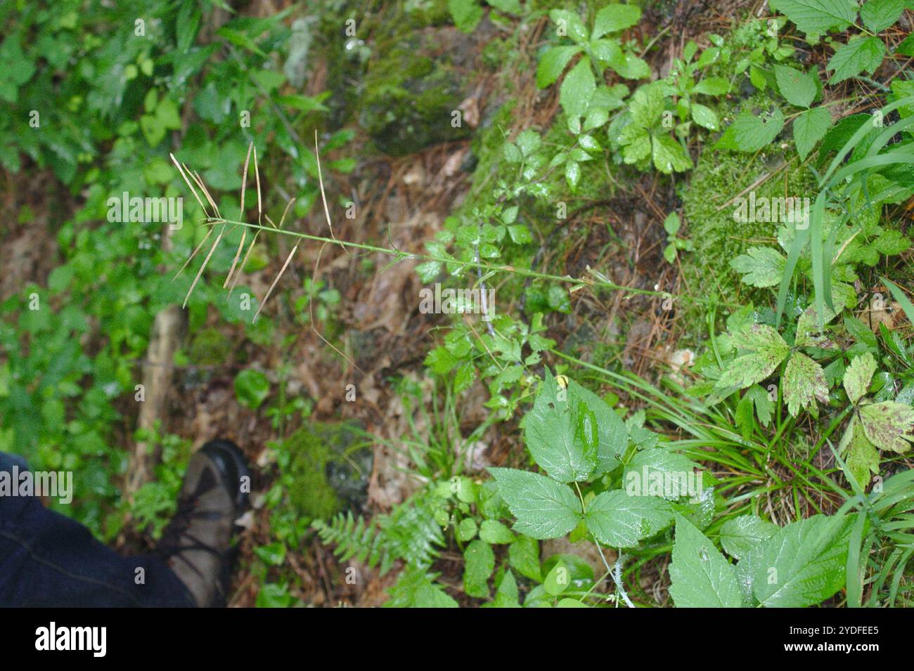Graham's Rockcress (Boechera grahamii Stock Photo - Alamy