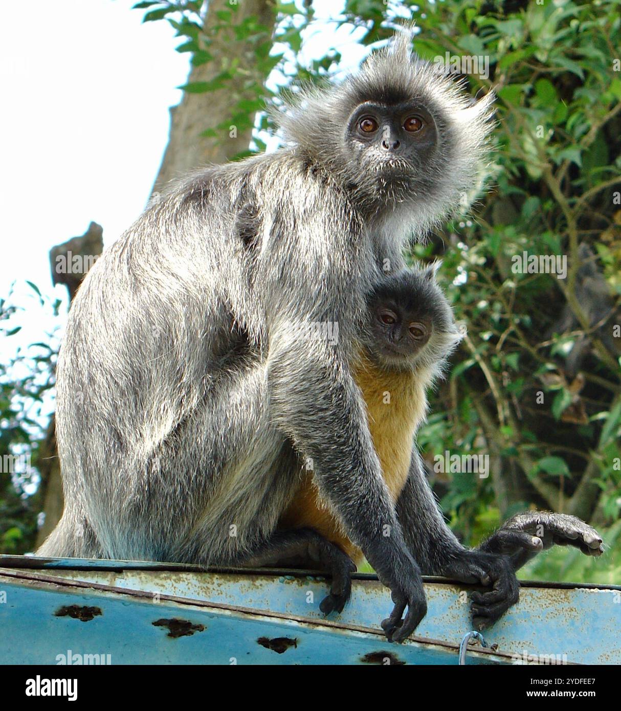 Selangor Silvered Langur (Trachypithecus selangorensis Stock Photo - Alamy