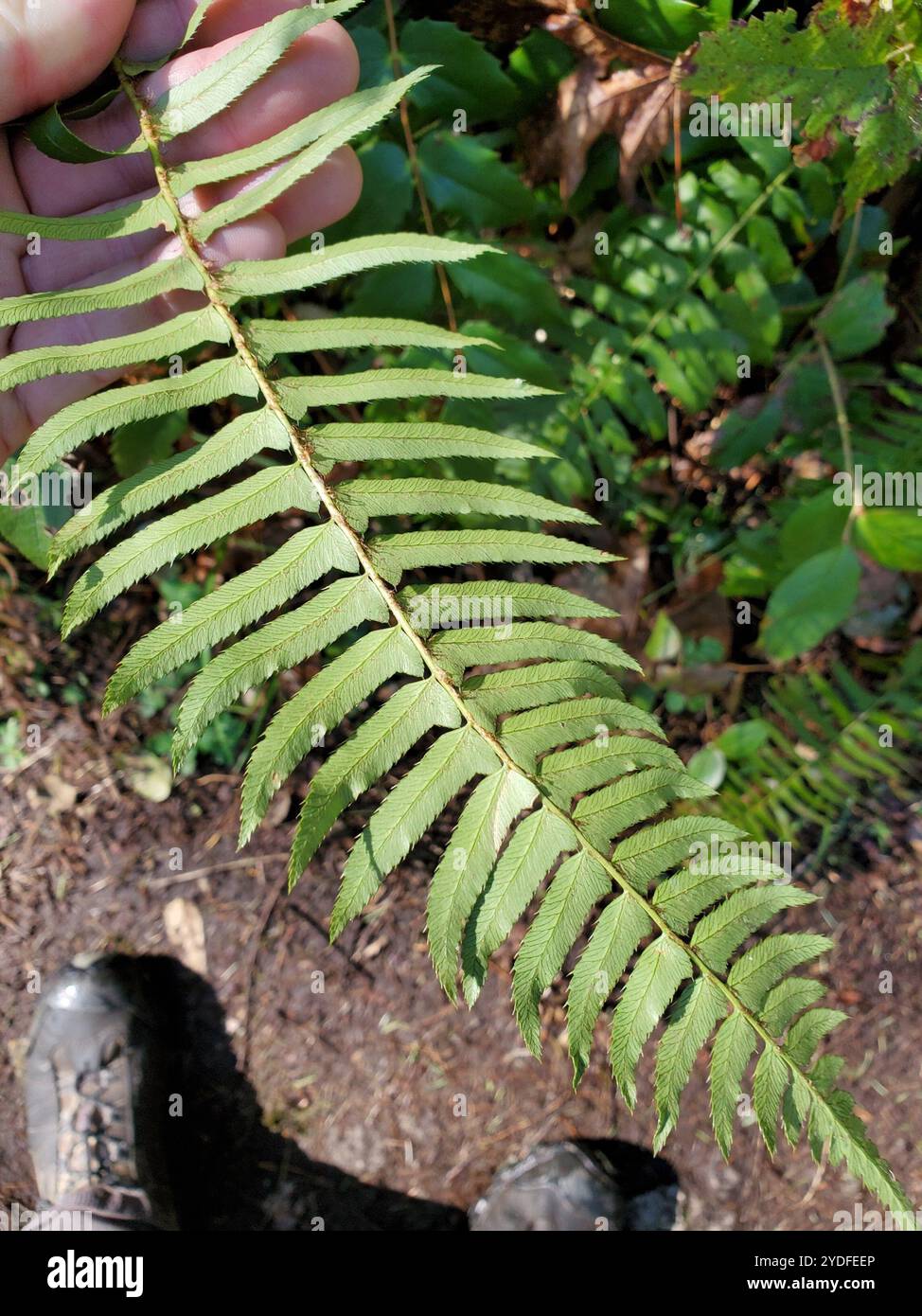 western sword fern (Polystichum munitum Stock Photo - Alamy