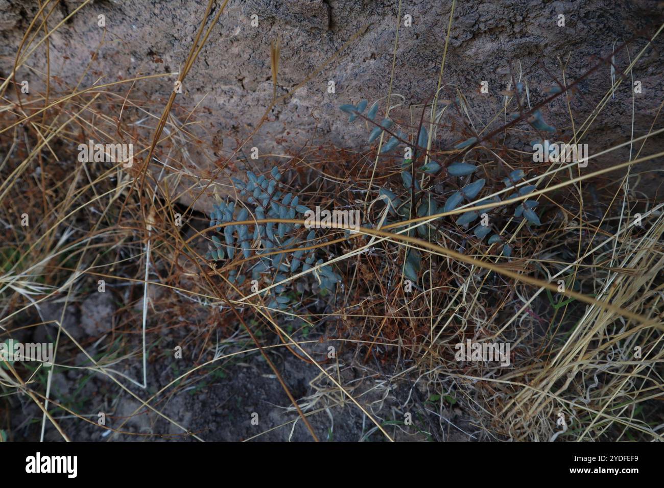 spiny cliff-brake (Pellaea truncata Stock Photo - Alamy