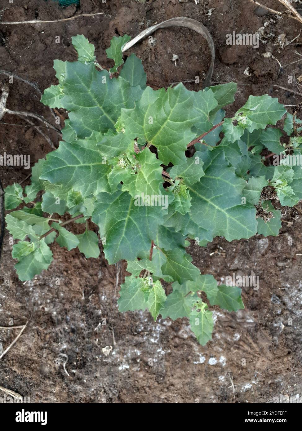 Large-seed Goosefoot (Chenopodium macrospermum Stock Photo - Alamy