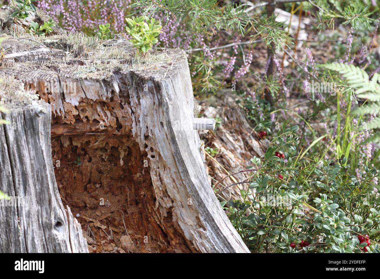 rotten stump with moss Stock Photo - Alamy