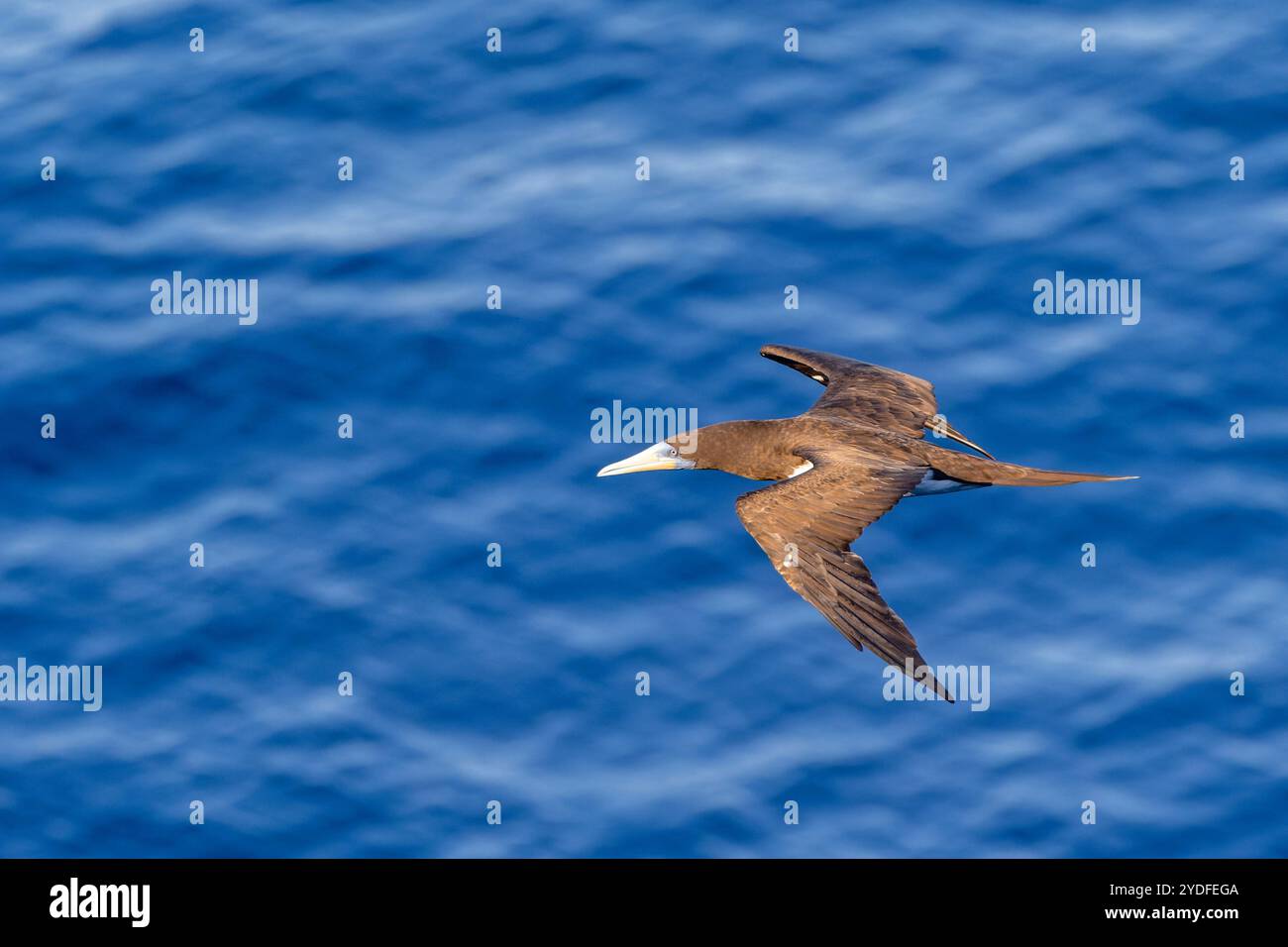 Close up of a Brown Booby bird flying low over a blue ocean in the ...