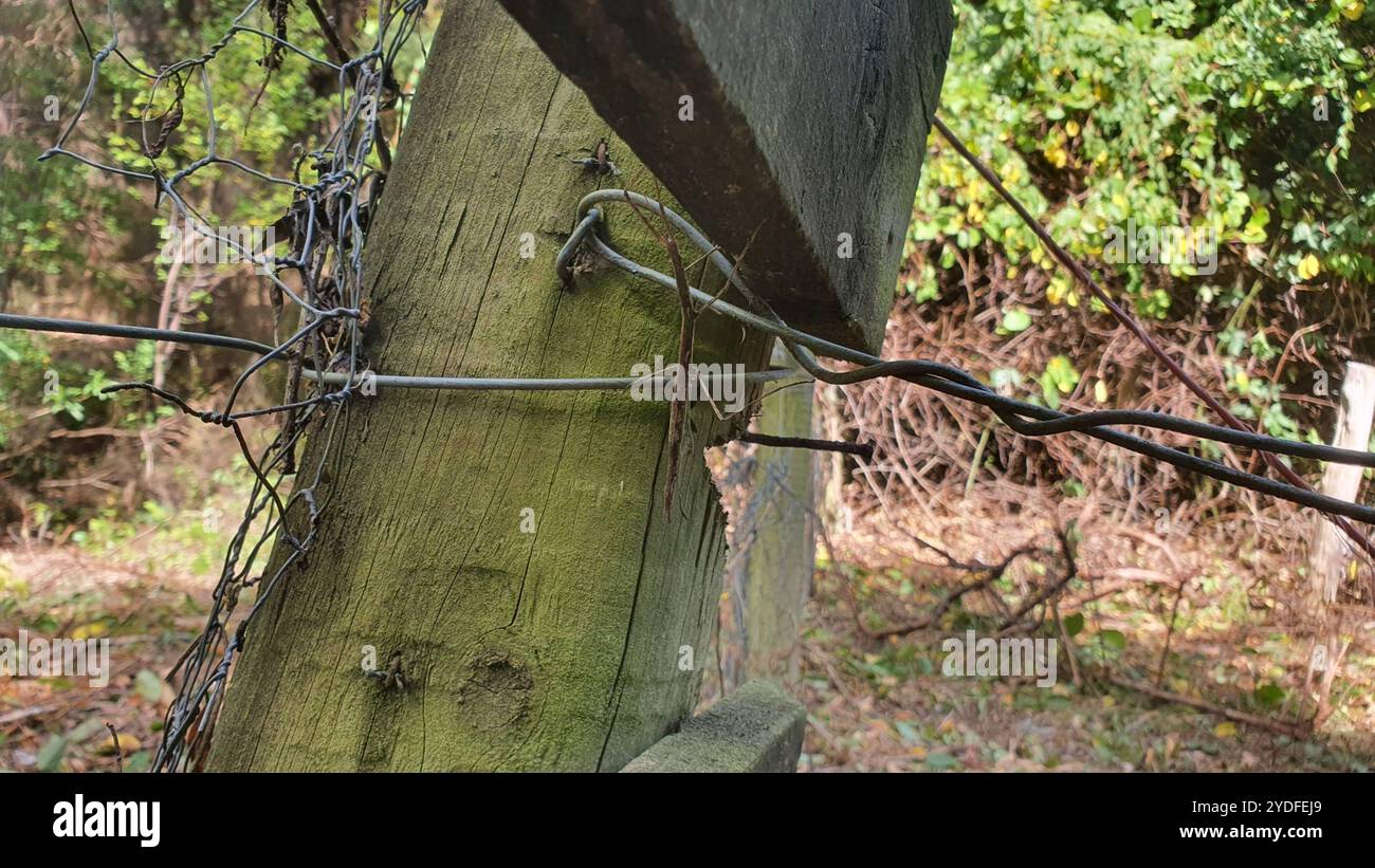 Smooth Stick Insect (Clitarchus hookeri Stock Photo - Alamy