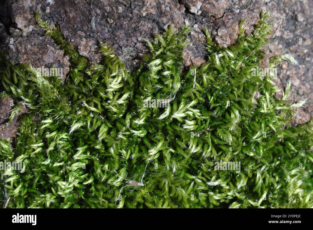 Silky Wall Feather-moss (Homalothecium sericeum Stock Photo - Alamy