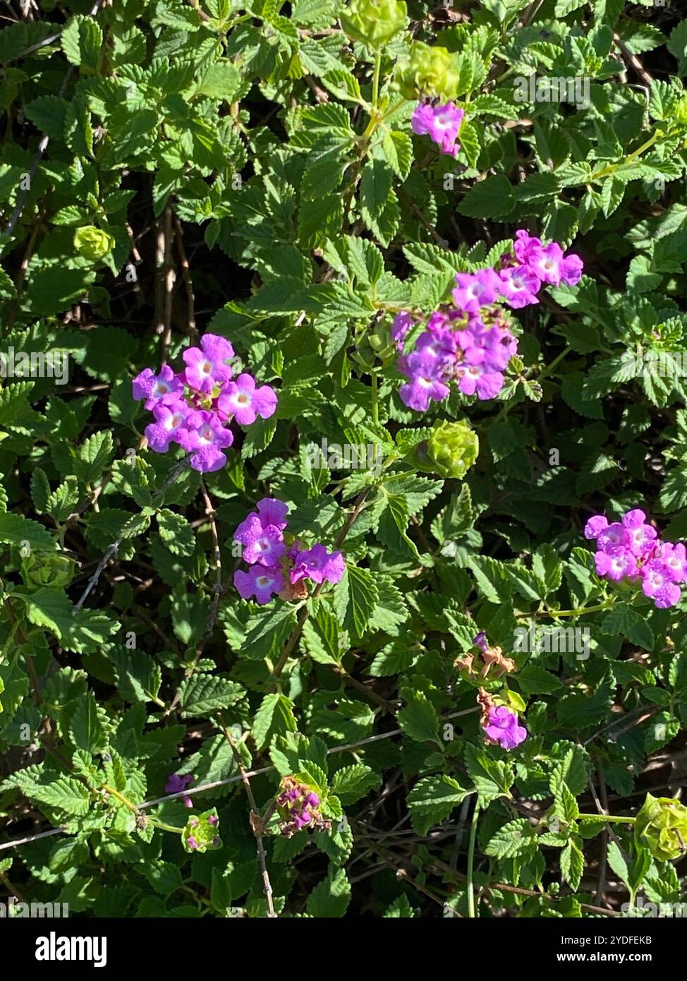 creeping lantana (Lantana montevidensis Stock Photo - Alamy