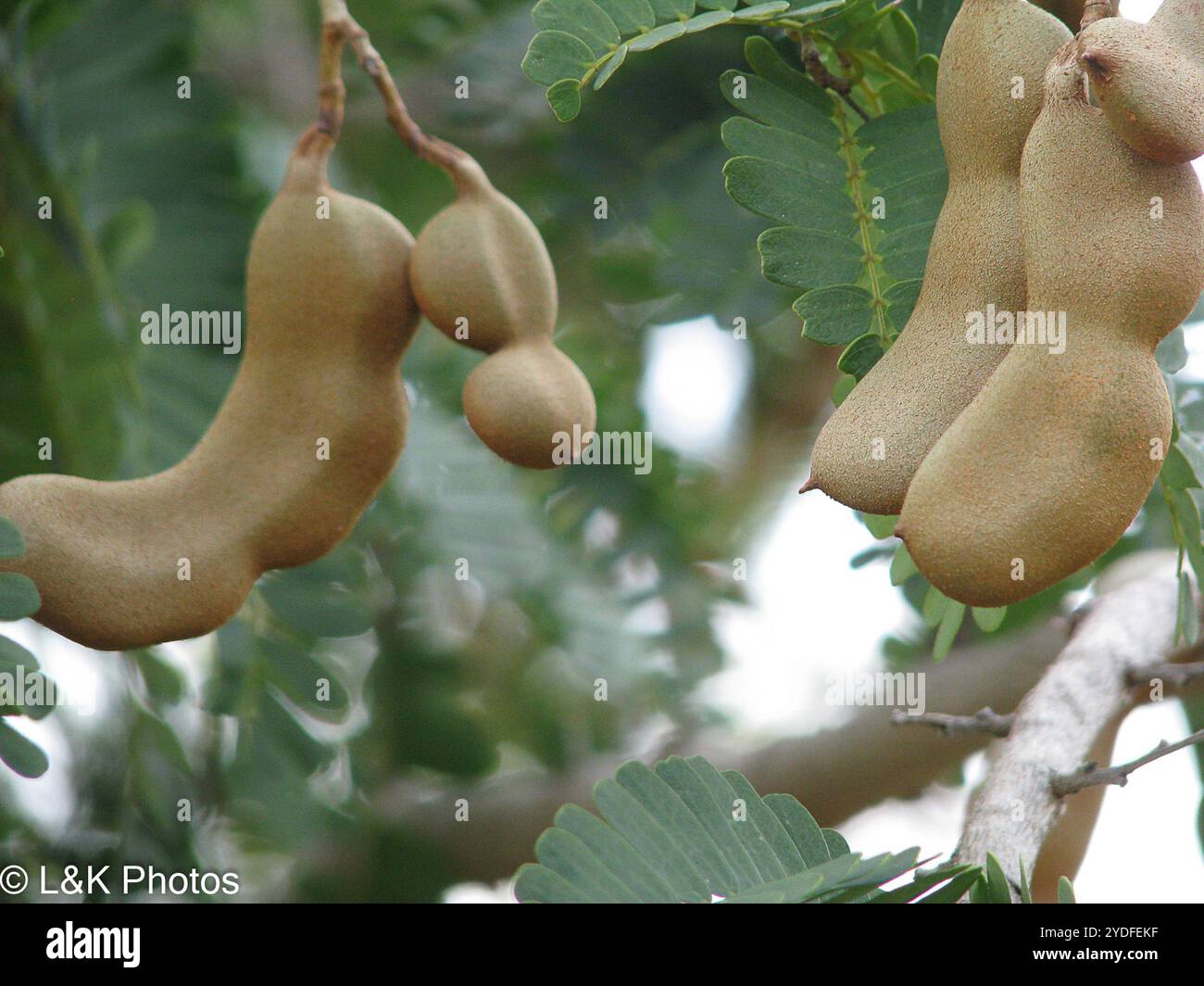 Tamarind (Tamarindus indica Stock Photo - Alamy
