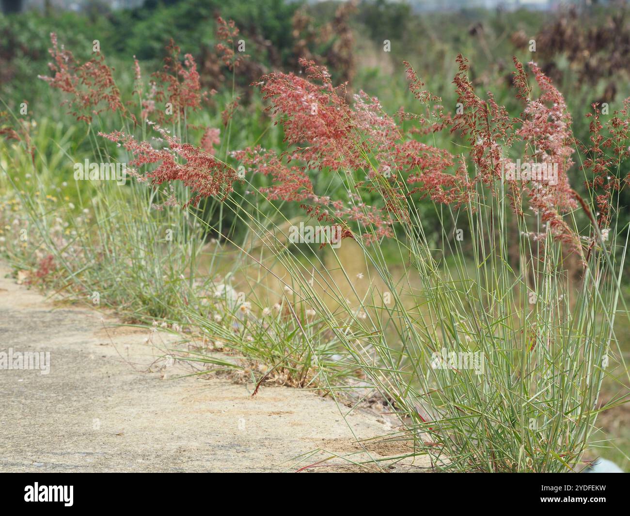 Natal grass (Melinis repens Stock Photo - Alamy