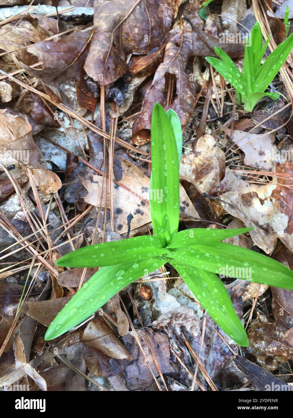 fly poison (Amianthium muscitoxicum Stock Photo - Alamy