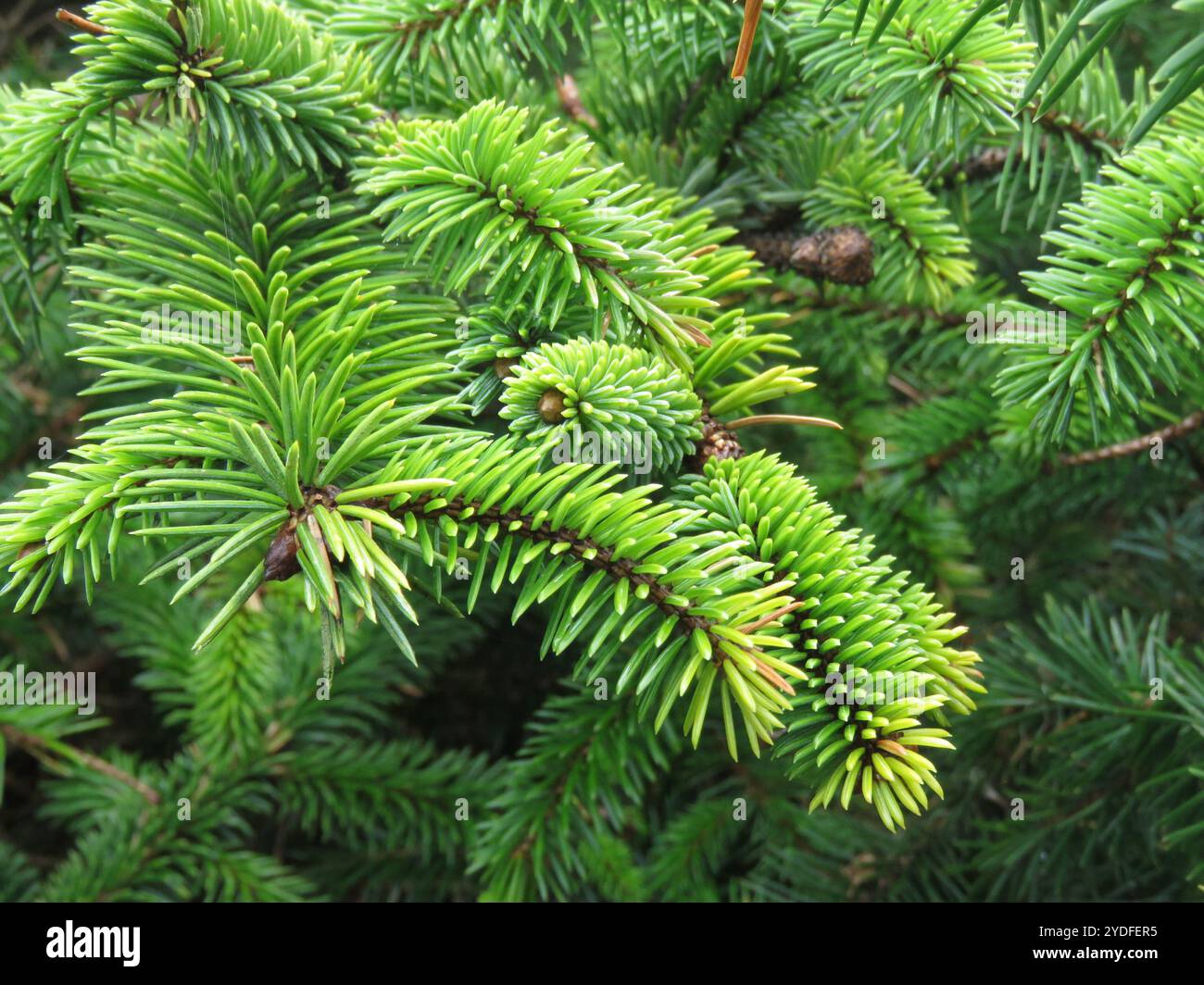 Sitka spruce (Picea sitchensis Stock Photo - Alamy