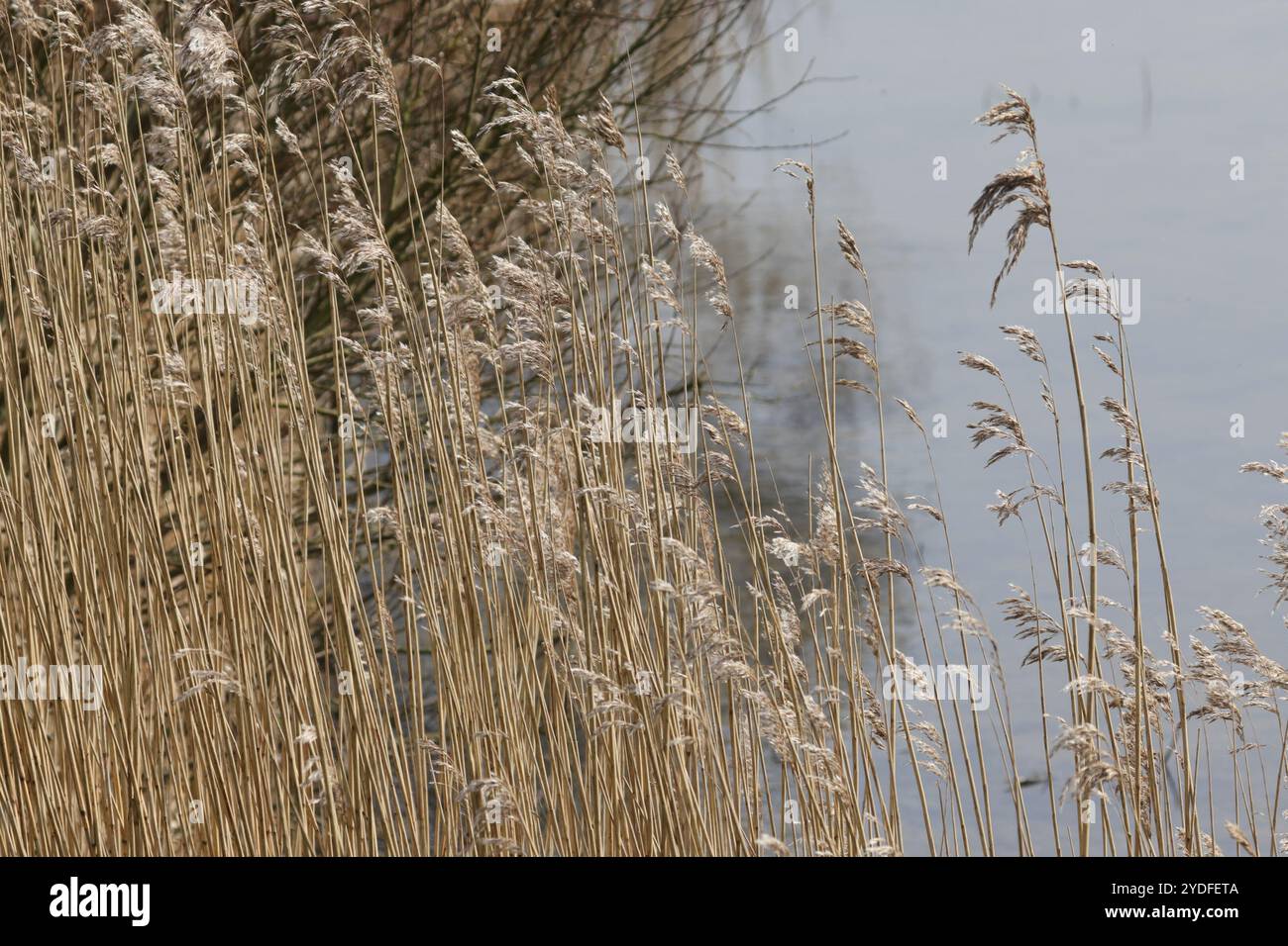 European reed (Phragmites australis australis Stock Photo - Alamy