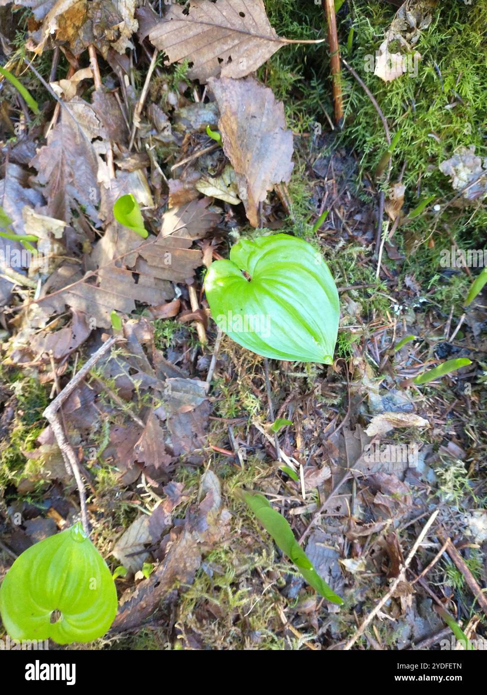 Western Lily of the Valley (Maianthemum dilatatum Stock Photo - Alamy