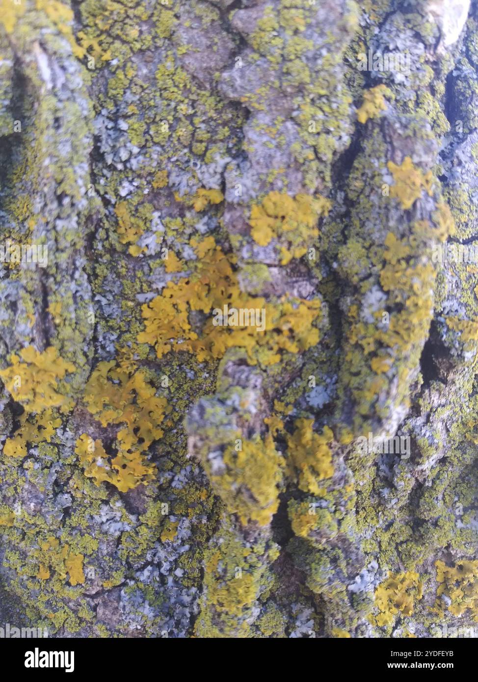 common lichens (Lecanoromycetes Stock Photo - Alamy