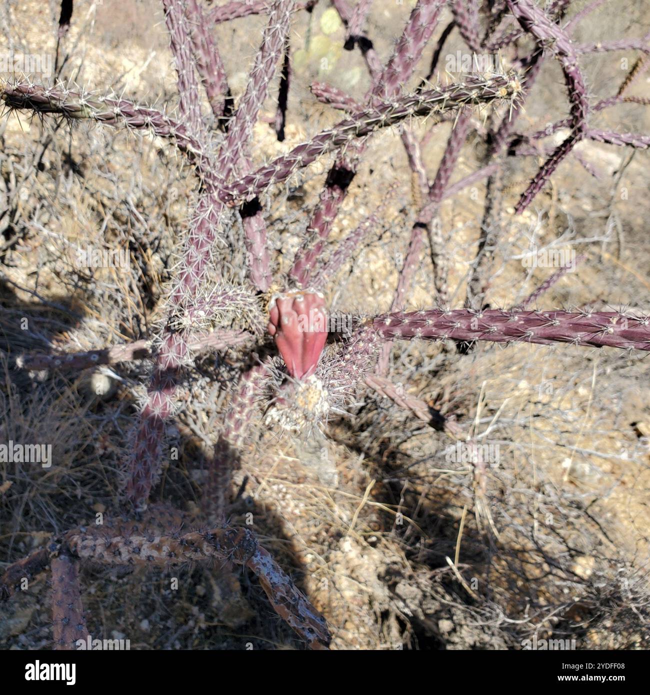 staghorn cholla (Cylindropuntia thurberi versicolor Stock Photo - Alamy