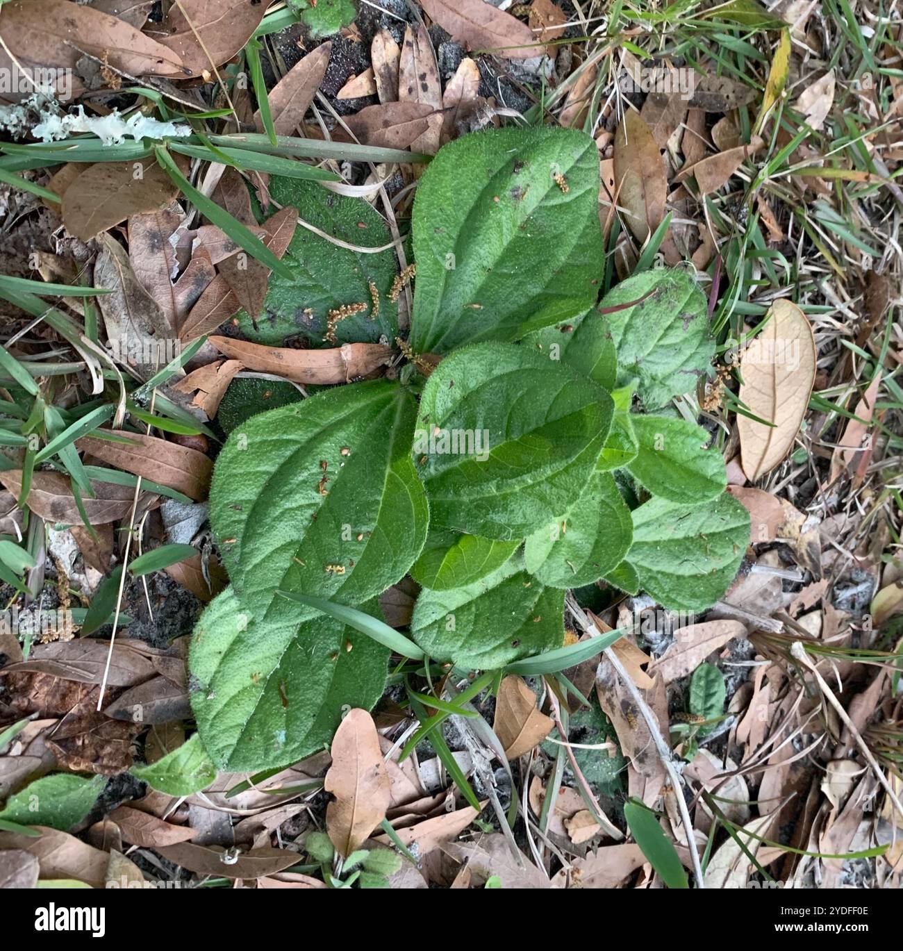 Rayless Sunflower (Helianthus radula Stock Photo - Alamy