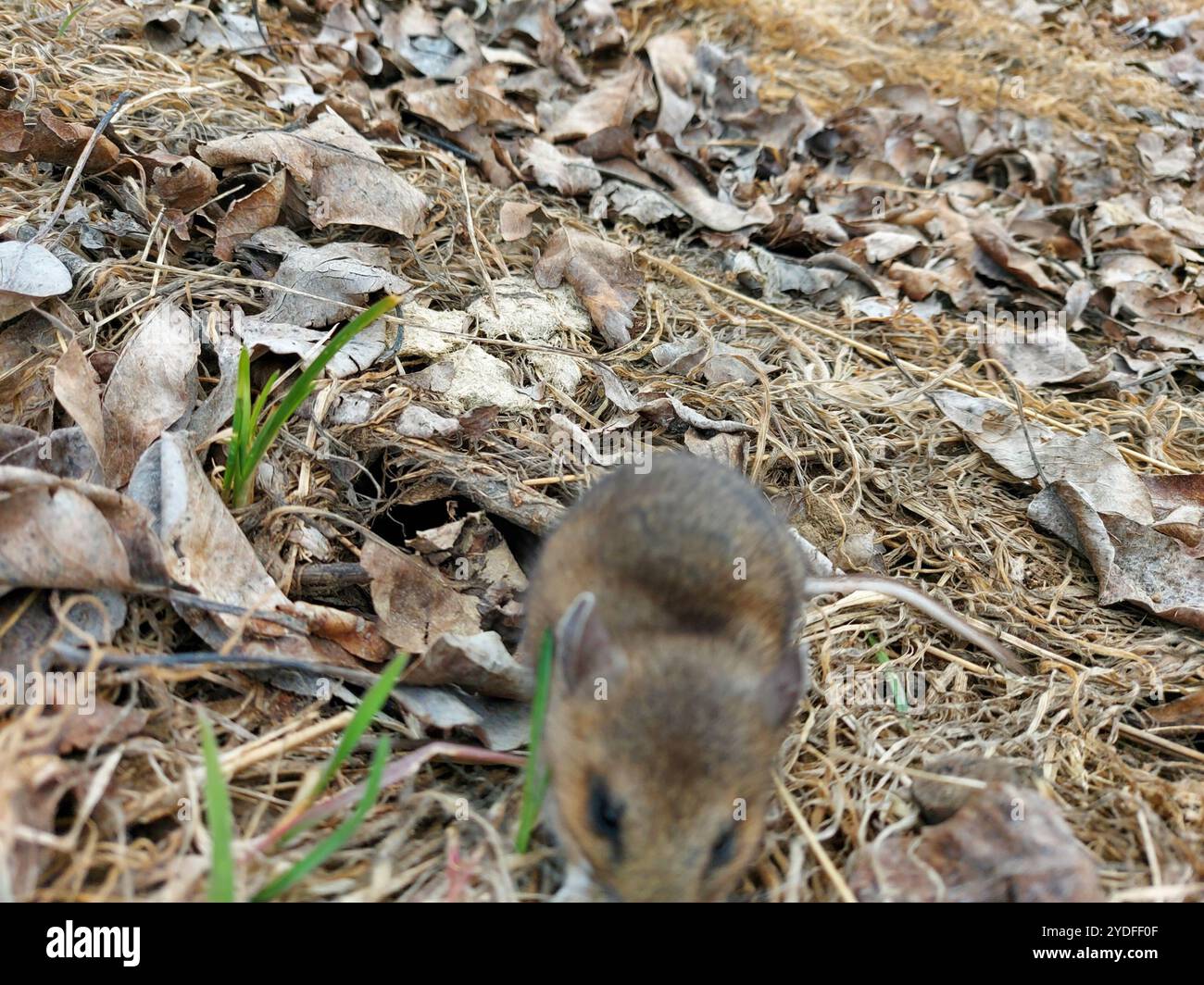 Western Deer Mouse (Peromyscus sonoriensis Stock Photo - Alamy